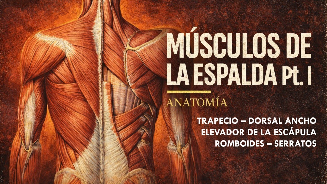 Anatomía - Músculos Lumbodorsocervicales Pt. I (Origen, Inserción, Acción, Triángulos, Vasos & Nerv)