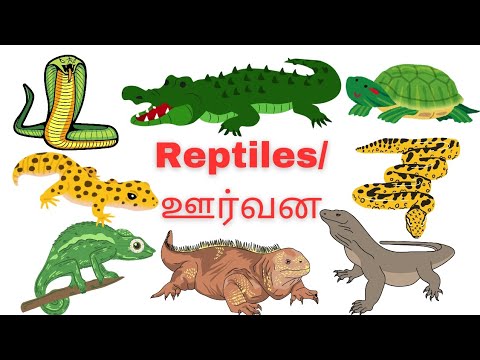Reptiles names in english and Tamil/ஊர்வன/reptiles names for kids