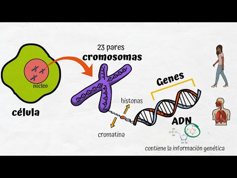 ADN, Cromosomas y Genes