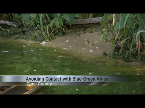 Public Health: Identifying blue-green algae, what to do if you come in contact with bacteria
