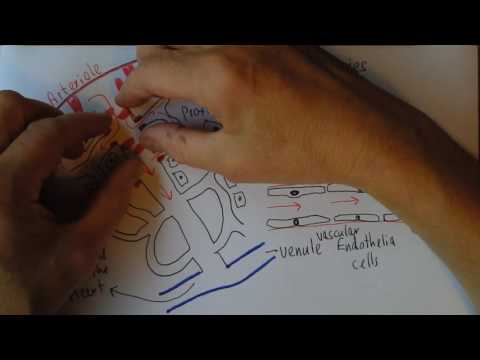 Cardiovascular System, Capillaries