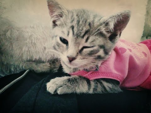 The Story of Sophia, the Prettiest Kitty