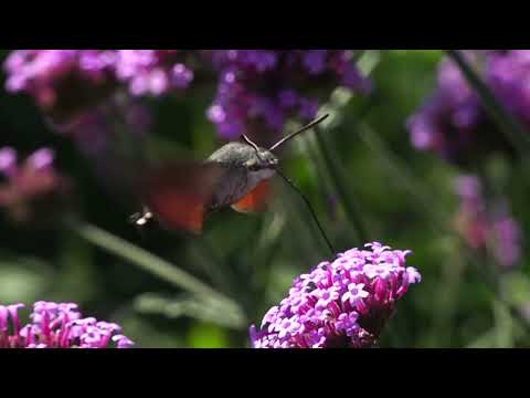 A curious insect drinks nectar | The hummingbird hawk-moth | SonyRX10IV | slomo