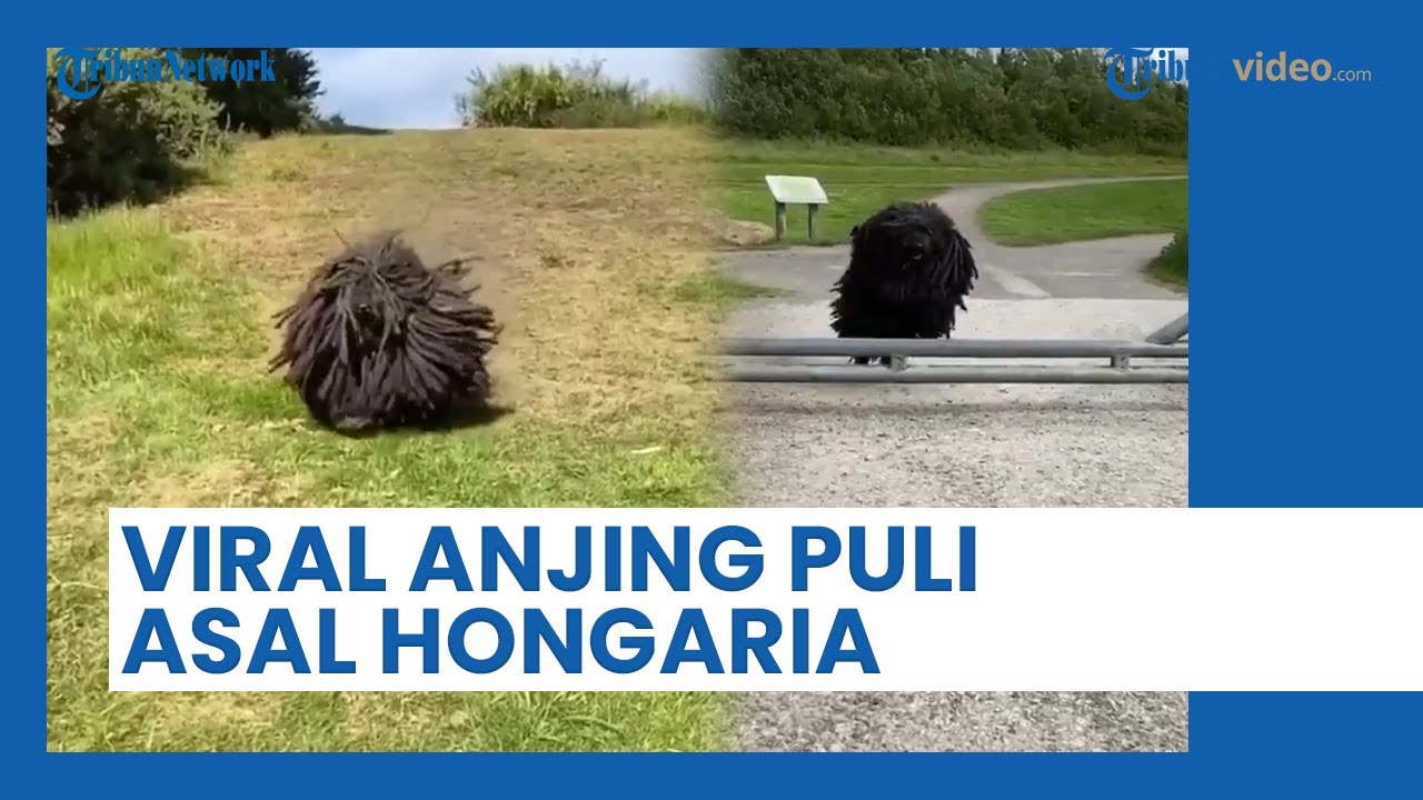Viral Anjing Puli Asal Hongaria Bertubuh Seram, Disebut Horor hingga ...