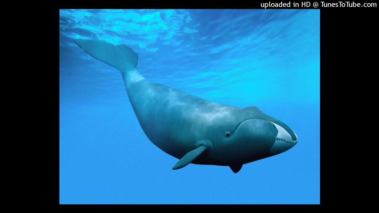 BOWHEAD WHALE, BALAENA MYSTICENUS AND BEARDED SEAL, ERIGNATHUS BARBATUS