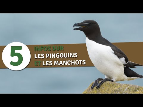 5 infos sur les pingouins et les manchots