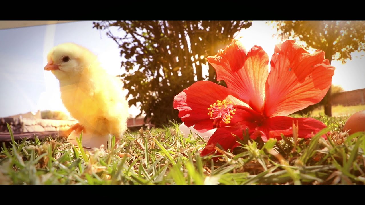 Video Ovolab Corporativo