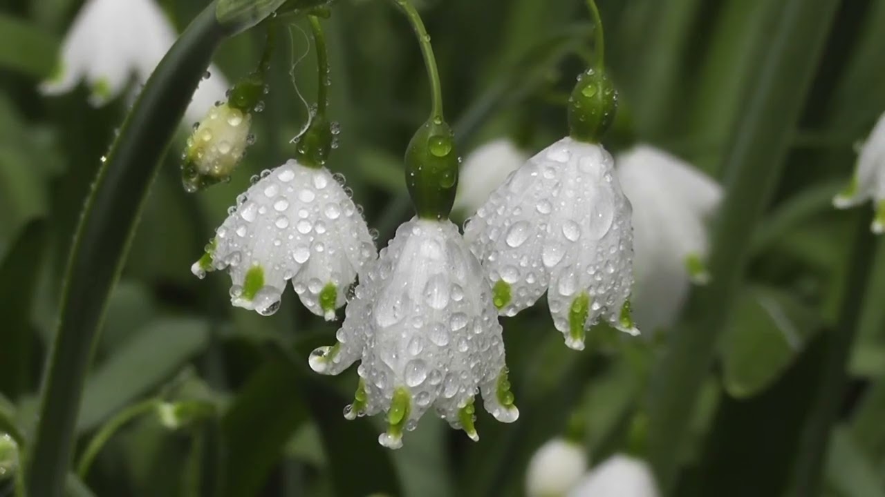 bunga cantik indah, taman bunga yg indah dan cantik