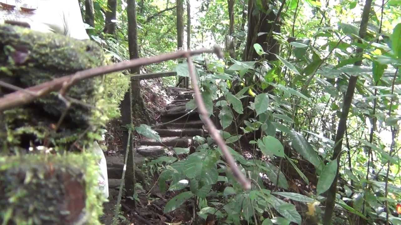 Pray mantis or walking stick ????