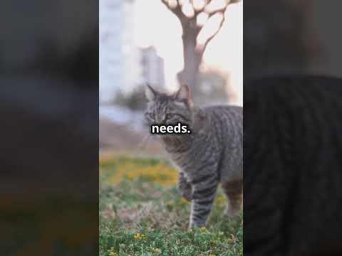 Do Dogs and Cats See in Color?