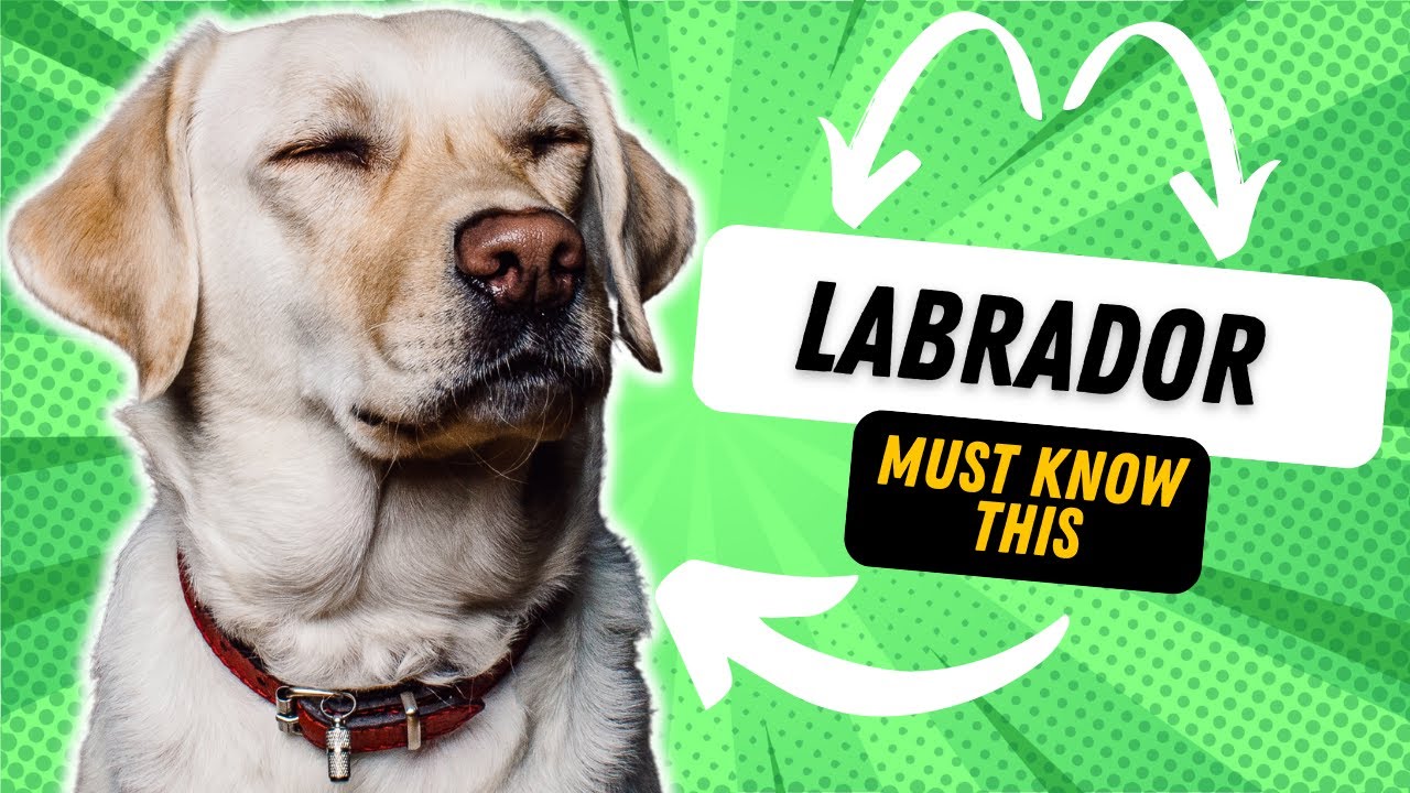 3 THINGS TO KNOW BEFORE GETTING A LABRADOR