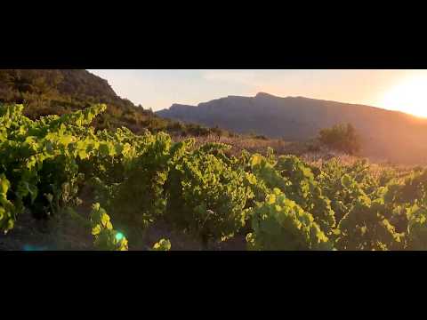 Wine, Vineyards & Family | Experience Les Terrasses de l'Arago in the South of France