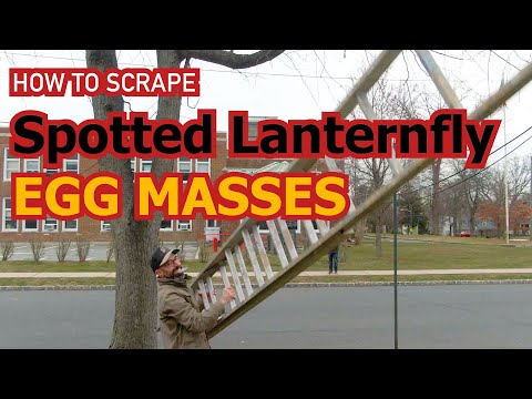 How To Remove Spotted Lanternfly Eggs (with a really big ladder)