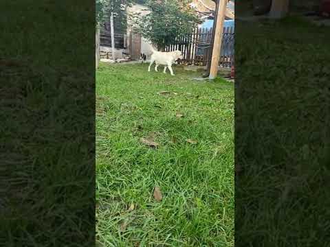 Labrador, Boston Terrier and Bolognese dog funny dog video #Shorts