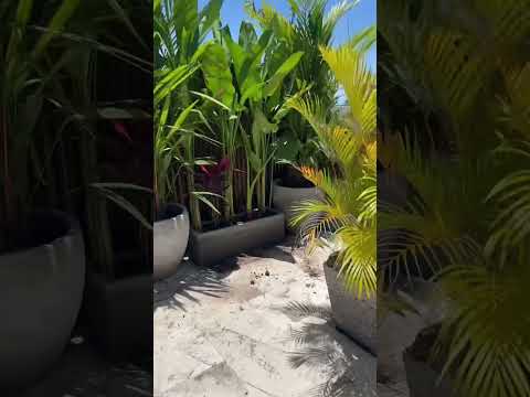 Bali Rooftop Garden design project- this week the plants are in #bali #garden #rooftop #plants