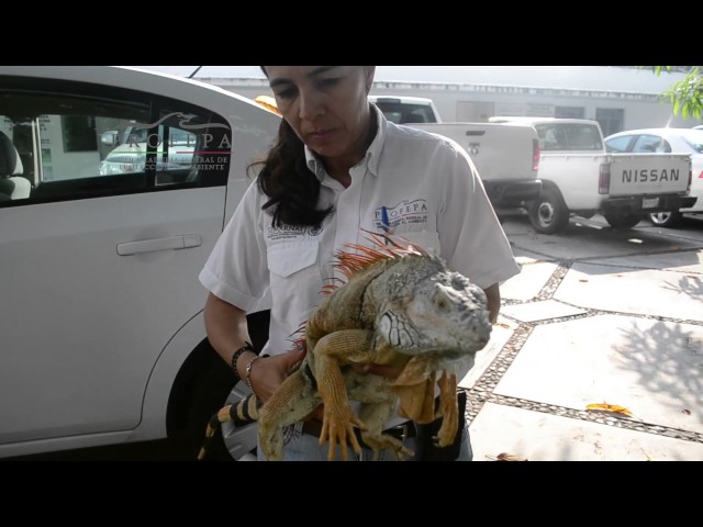 Hombre entrega enorme iguana verde a Profepa en Colima