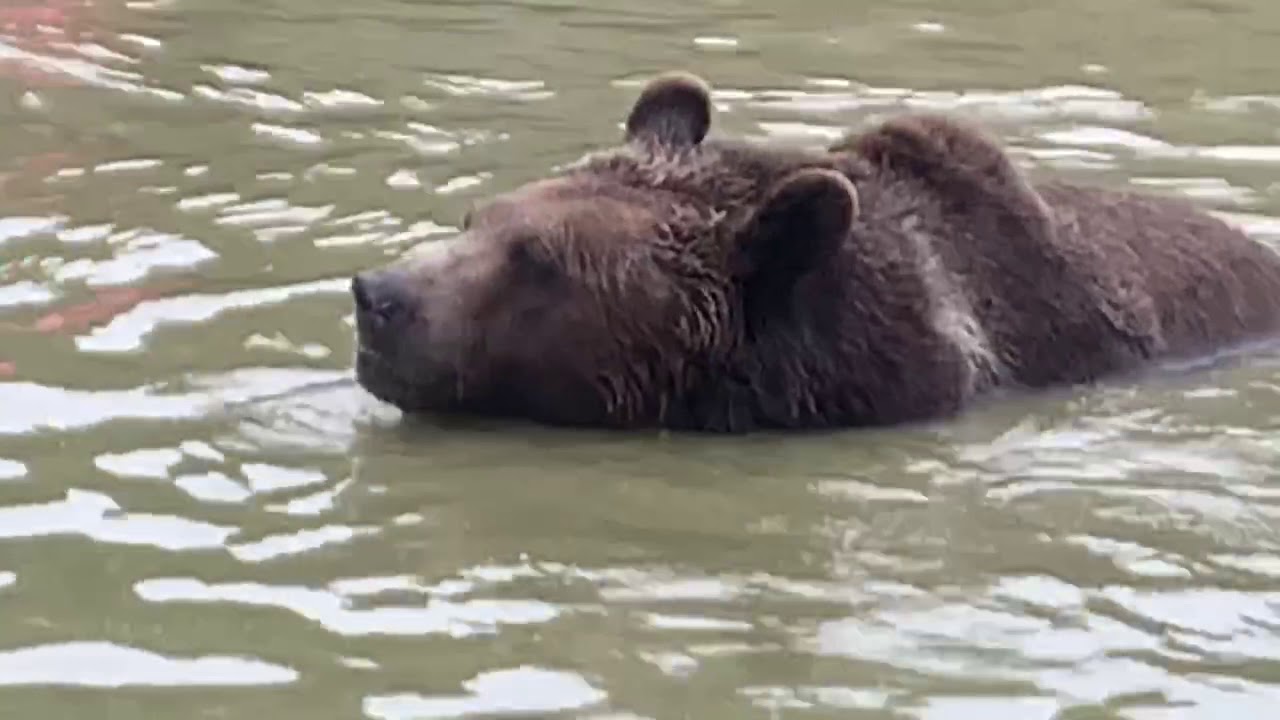 Fabulous and adorable video of Leo the bear playing in his pond!