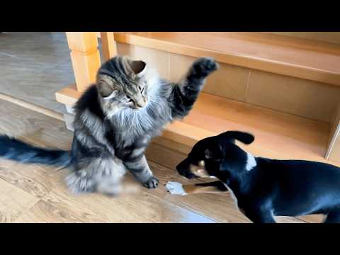 Cats VS. Dogs ππ₯ | 30 MINUTES
