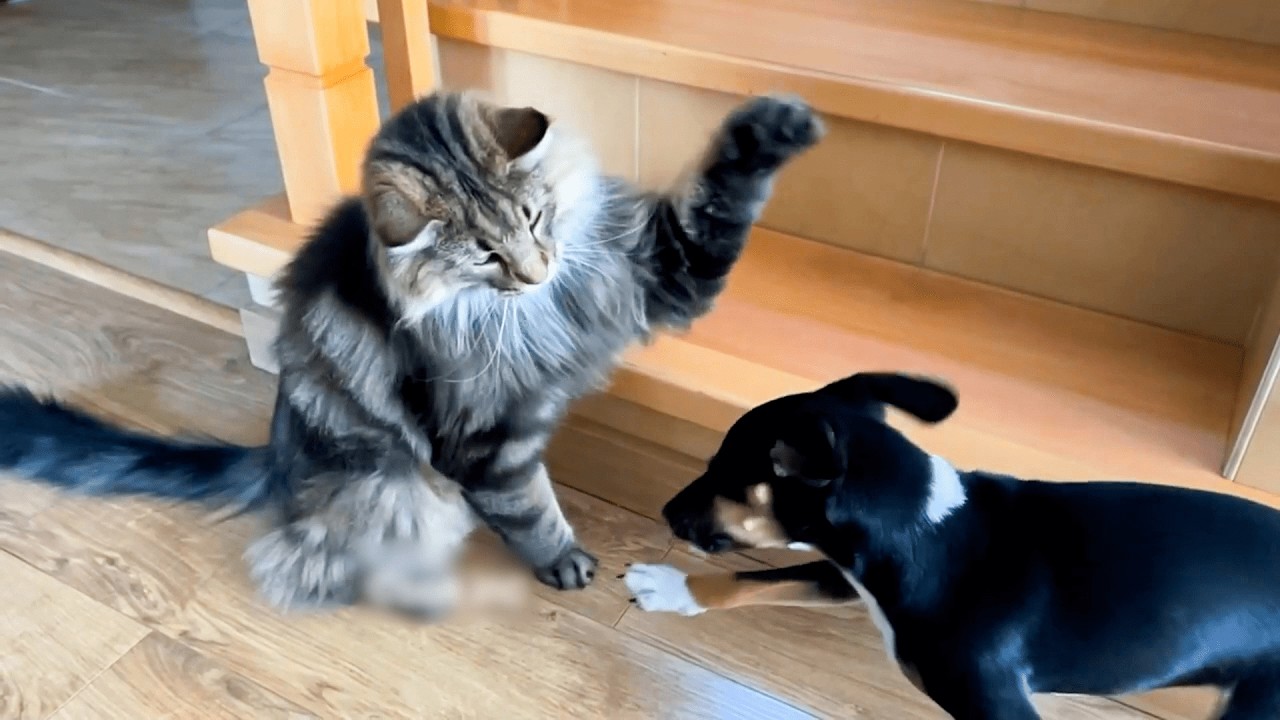 Cats VS. Dogs 😂💥 | 30 MINUTES