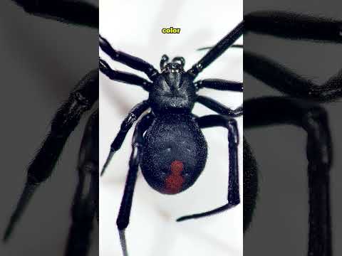 Australian Spiders Are Built Different...