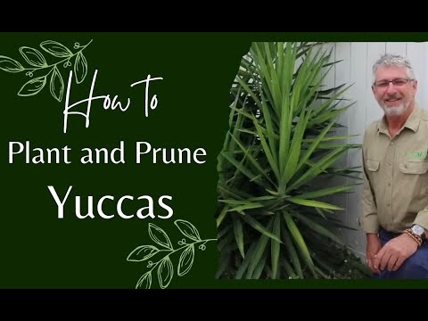 How to Prune and Plant Yuccas