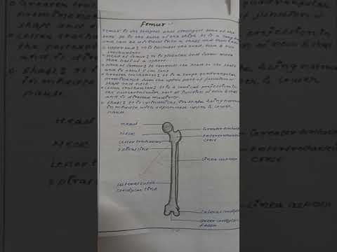 Femur || longest bone