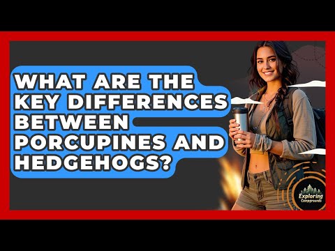 What Are The Key Differences Between Porcupines And Hedgehogs? - Exploring Campgrounds