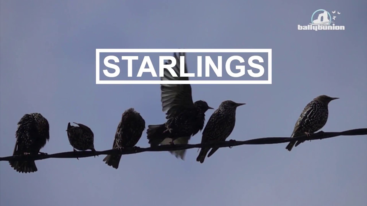 Ballybunion - Starlings - The Wild Atlantic Way - KERRY