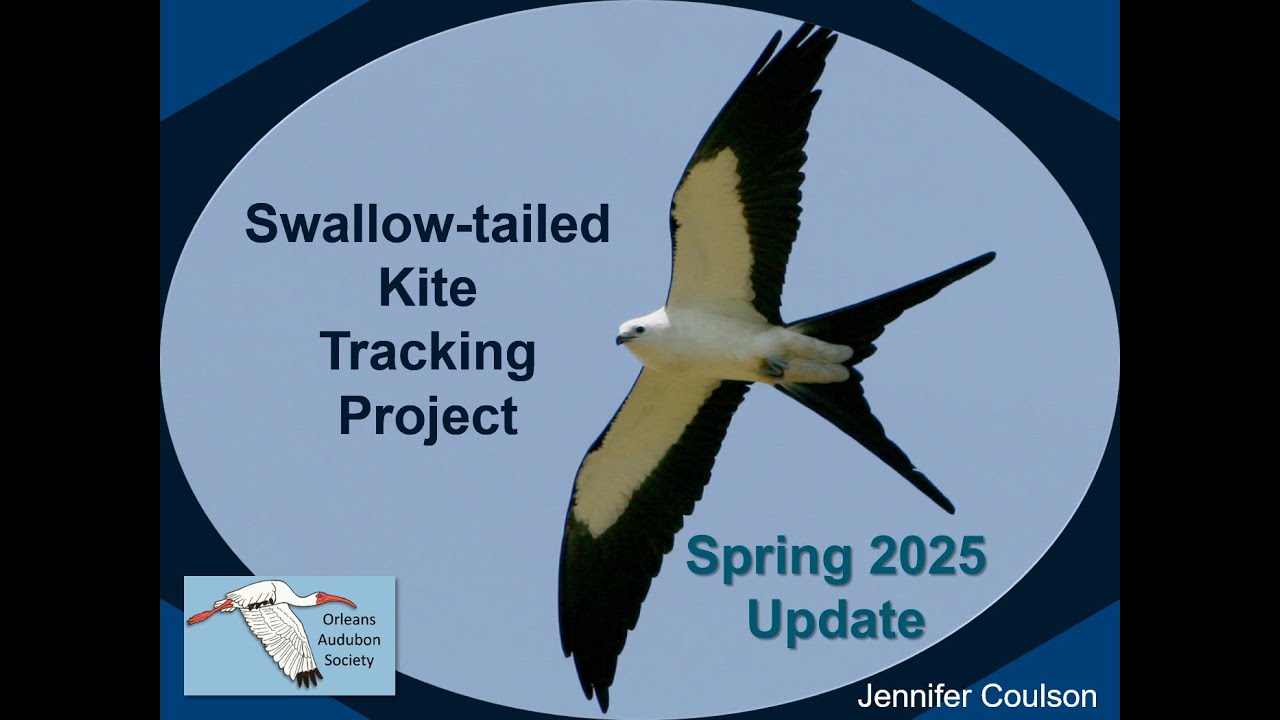 Swallow-tailed Kite Tracking Project Spring 2025 Updates