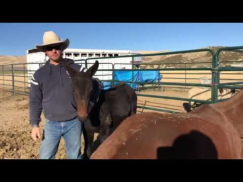 #MuleTipTuesday Working with Weanlings