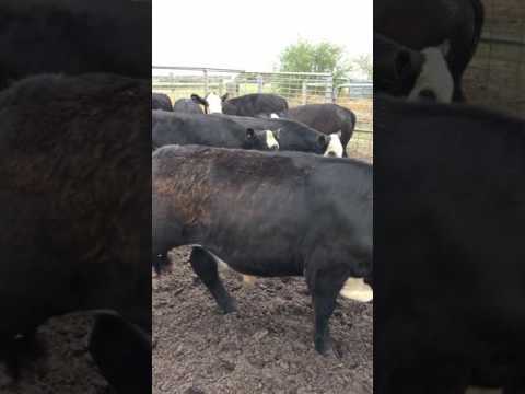 G TAIT & CO - 37 BLACK BALDY STEERS