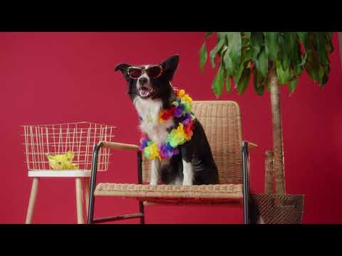 Nose Prints: The Unique Identification of Dogs