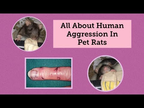 How To Deal With Pet Rat Aggression Towards Humans