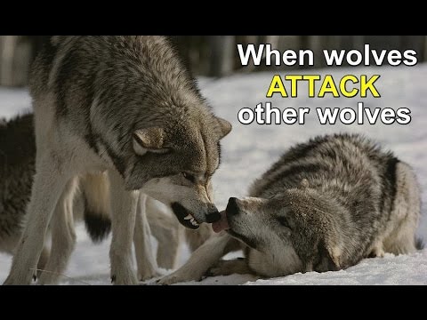 WOLVES ATTACKING OMEGA WOLF