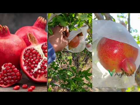 Fruit Cover - Net Fruit Cover Latest Price, Manufacturers & Suppliers