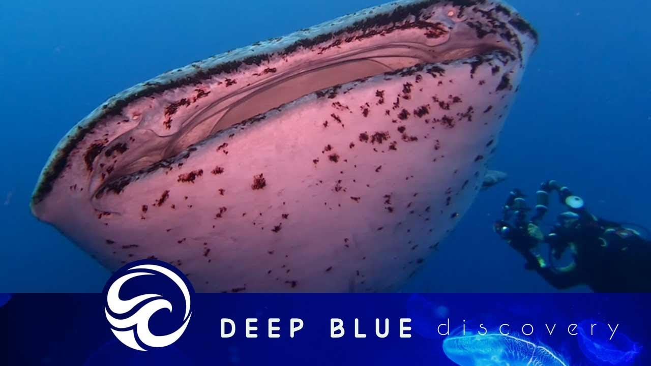 These whale sharks are absolutely majestic