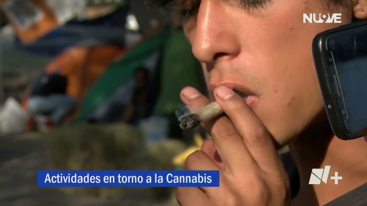 Realizan Actividades Entorno a la Cannabis | Las Noticias Oaxaca -🔴 Noticias en vivo