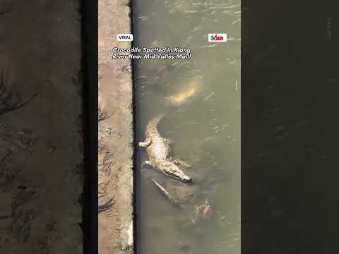 Croc spotted in Klang river close to Mid Valley shopping mall ...