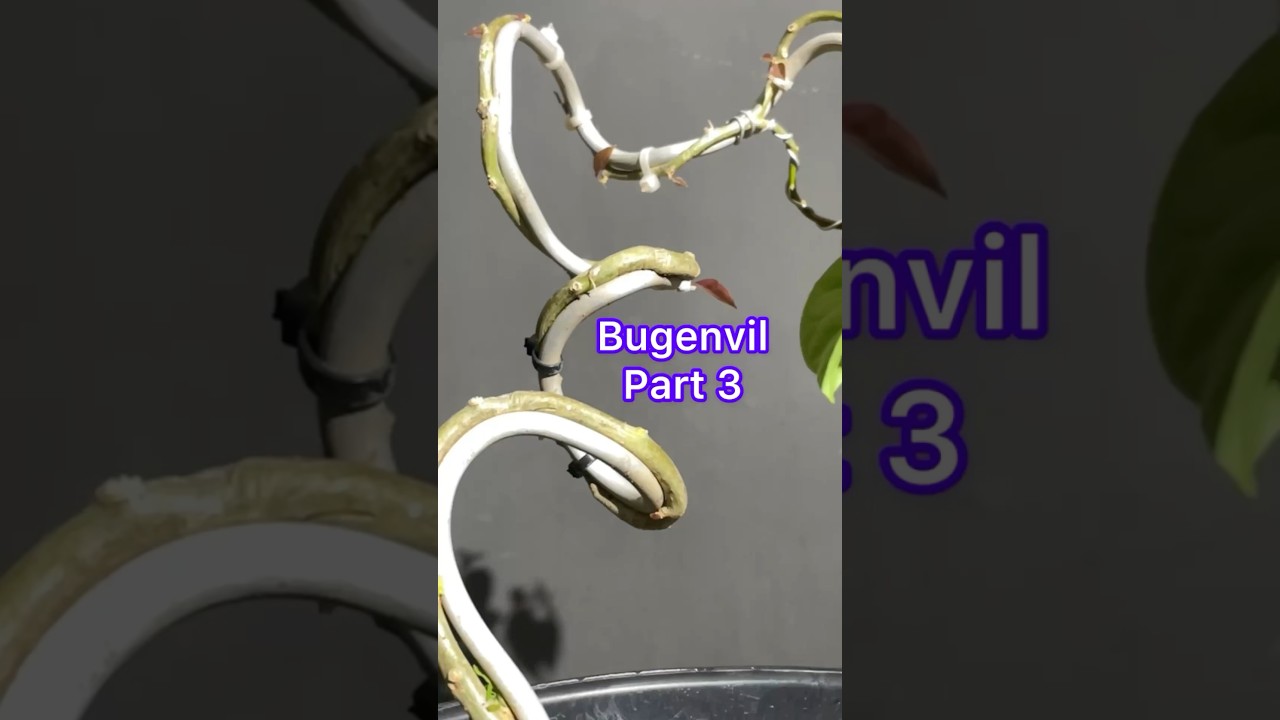 Bougainvillea Bonsai Making Process