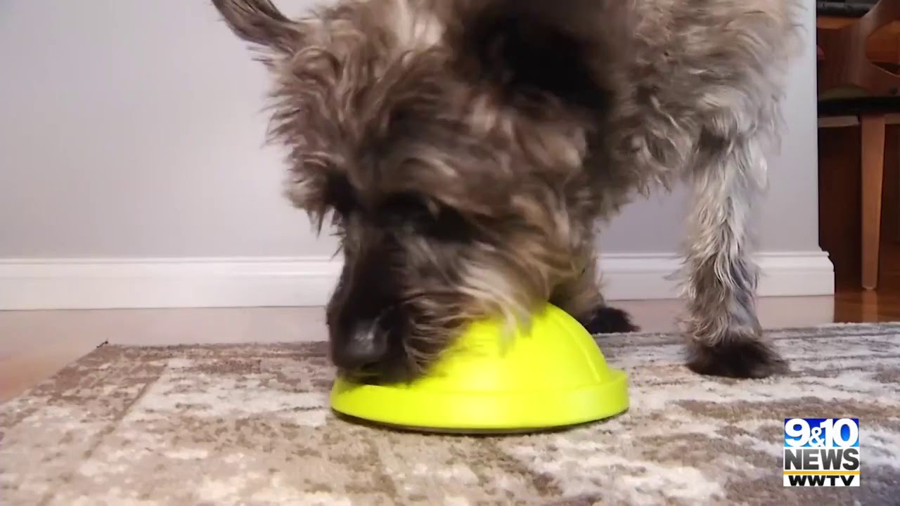 Try Before You Buy: K9 Cruiser