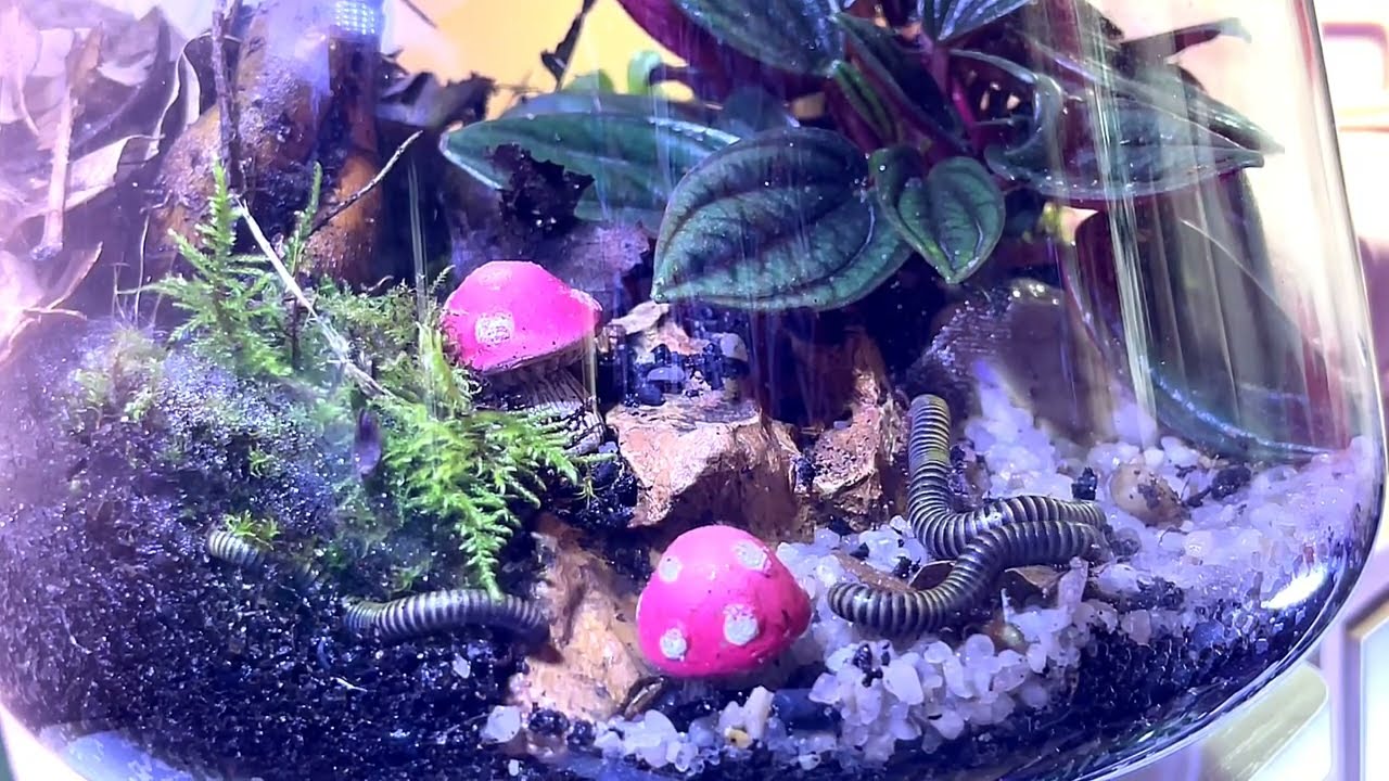 #22 New Critters - Bumblebee Millipedes