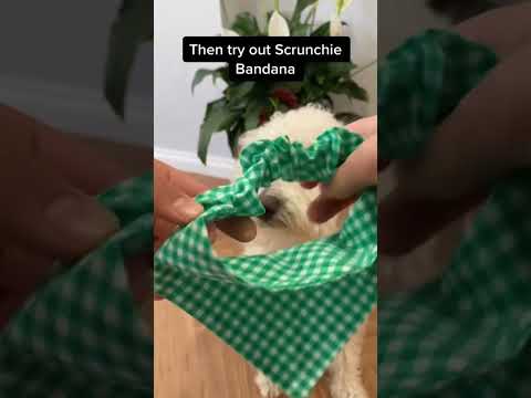 Sick of hard to use dog bandanas? We are, so we make Scrunchie dog bandanas that are simple to use!