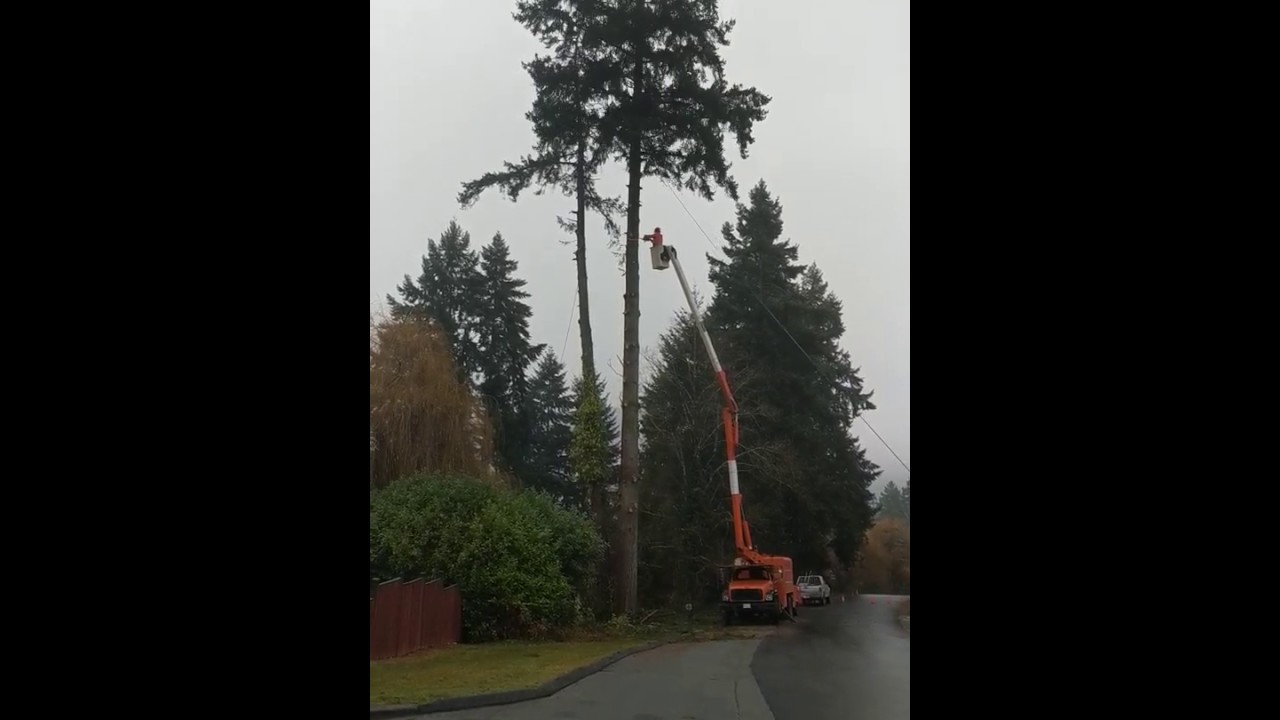 Tree Topping from 55 Ft bucket