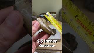 What’s the BIGGEST Dinosaur Tooth  in this Collection!!