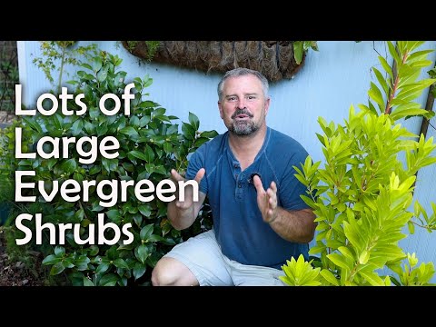 Large Evergreen Low Maintenance Screening Shrubs
