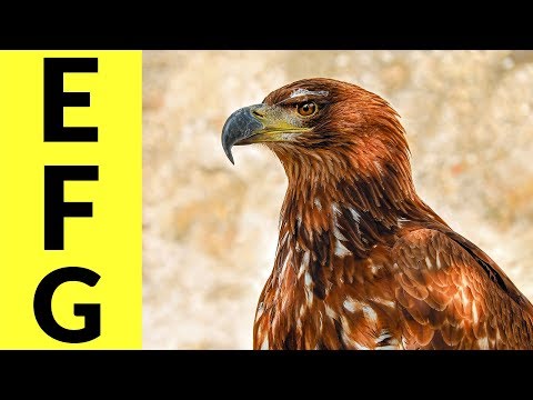 Animals Starting with E & F & G - Learn Animal Words That Start With Letters E, F, and G
