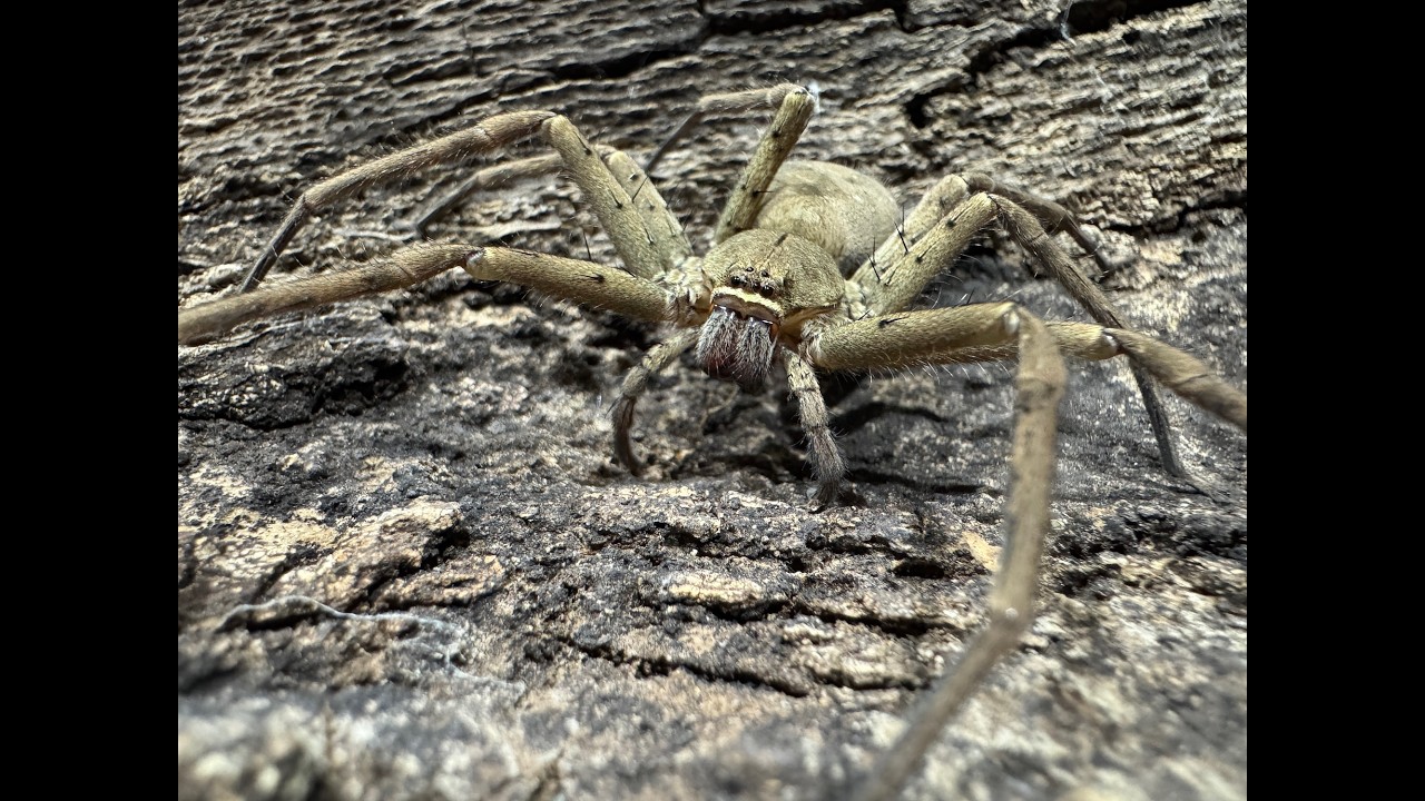 Heteropoda venatoria, Pantropical huntsman rehouse and care