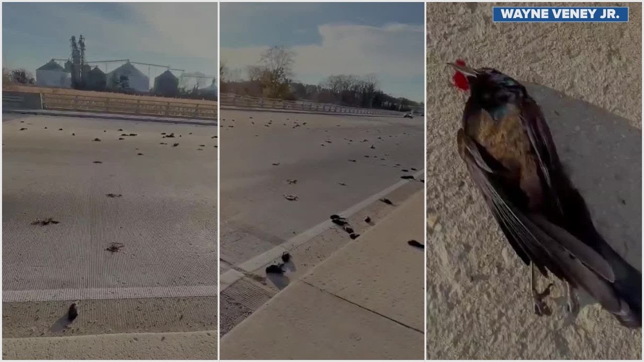 Mystery Bird Deaths on Virginia Bridge Under Investigation
