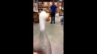 Everyone Can Stop Now Because This Is The Best Duck Army Vine