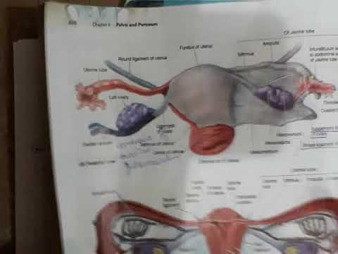 OVARIES LIGAMENTS OF OVARIES (PART 1)
